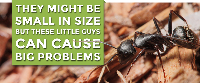 Ant Removal & Control | Alternative Earthcare