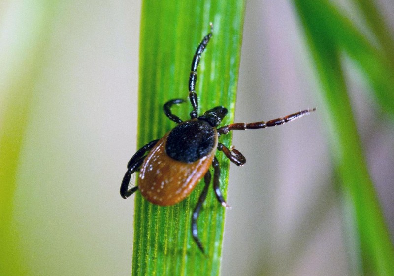 FALL TICK ALERT BLACK LEGGED TICKS - Alternative Earthcare
