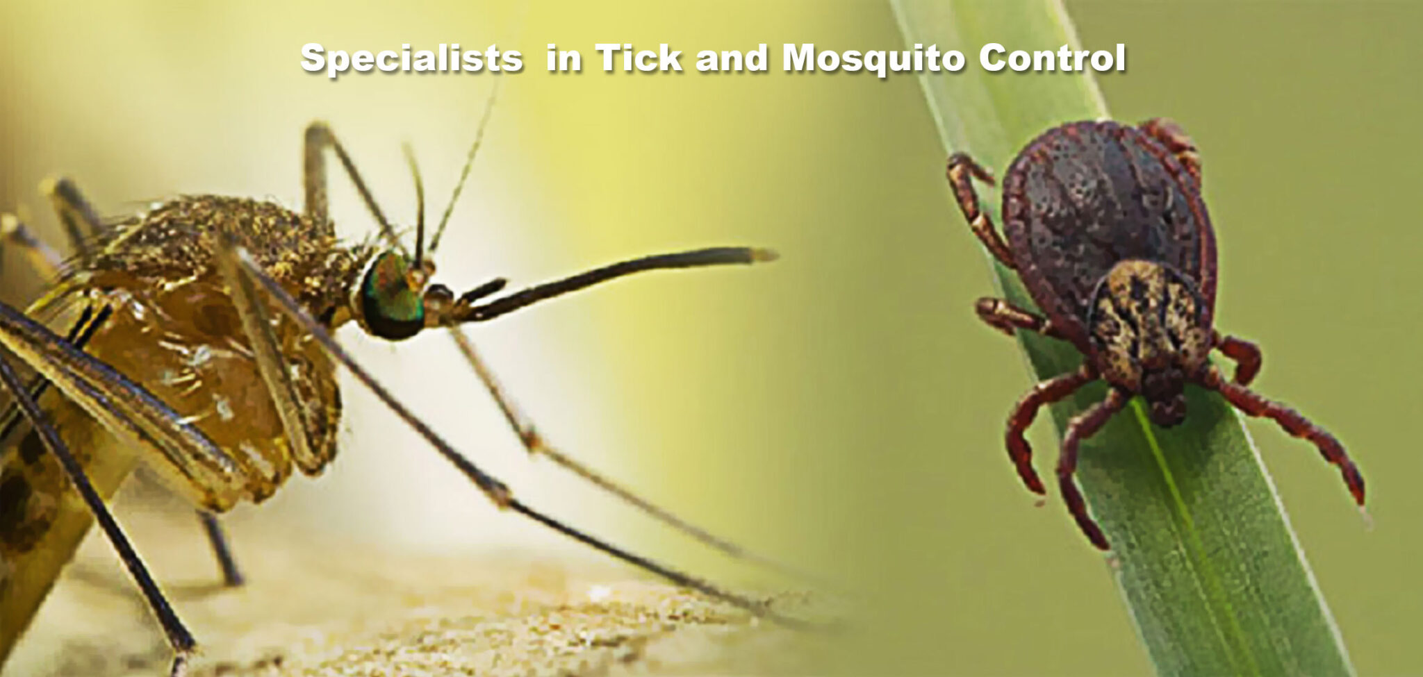 Are Ticks and Mosquitoes A Concern During the Winter Months ...
