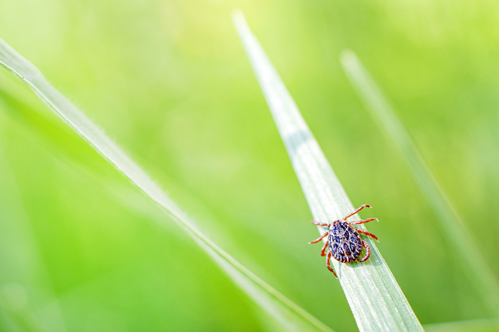 How to Eradicate Ticks from your Lawn - Alternative Earthcare