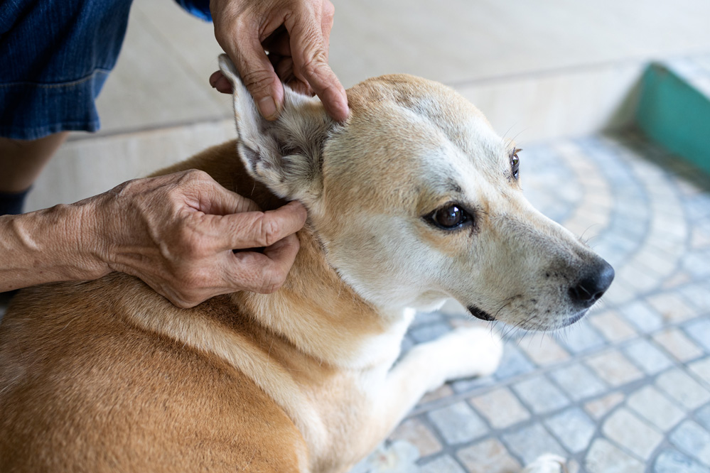 How to Check for Ticks before leaving the house and after as well ...