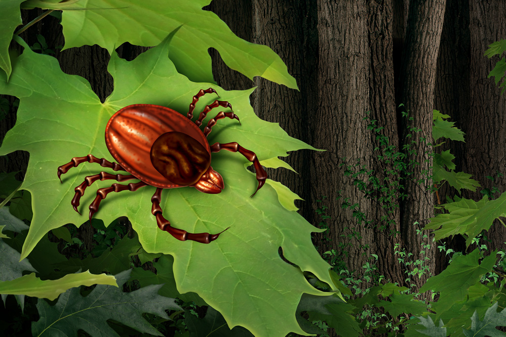 Facts About Ticks and How they Populate !!!! - Alternative Earthcare