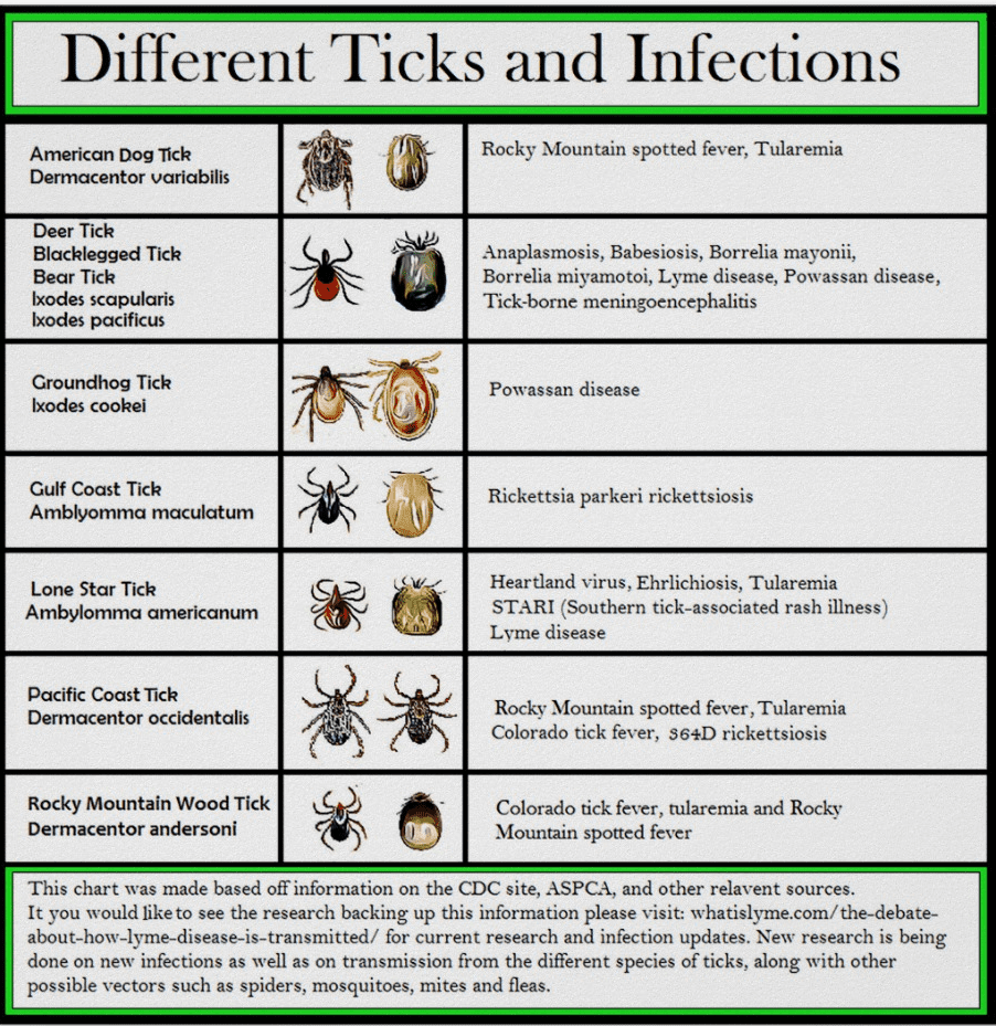 Tick Identification Lopifeeds