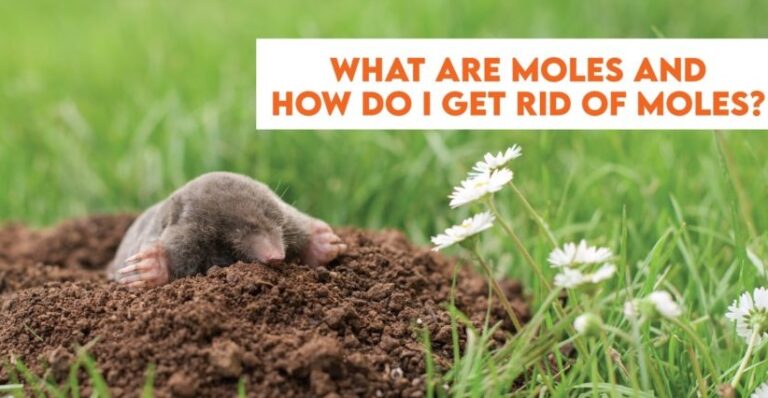 What are Moles and How to Identify and How to Eradicate them from your ...