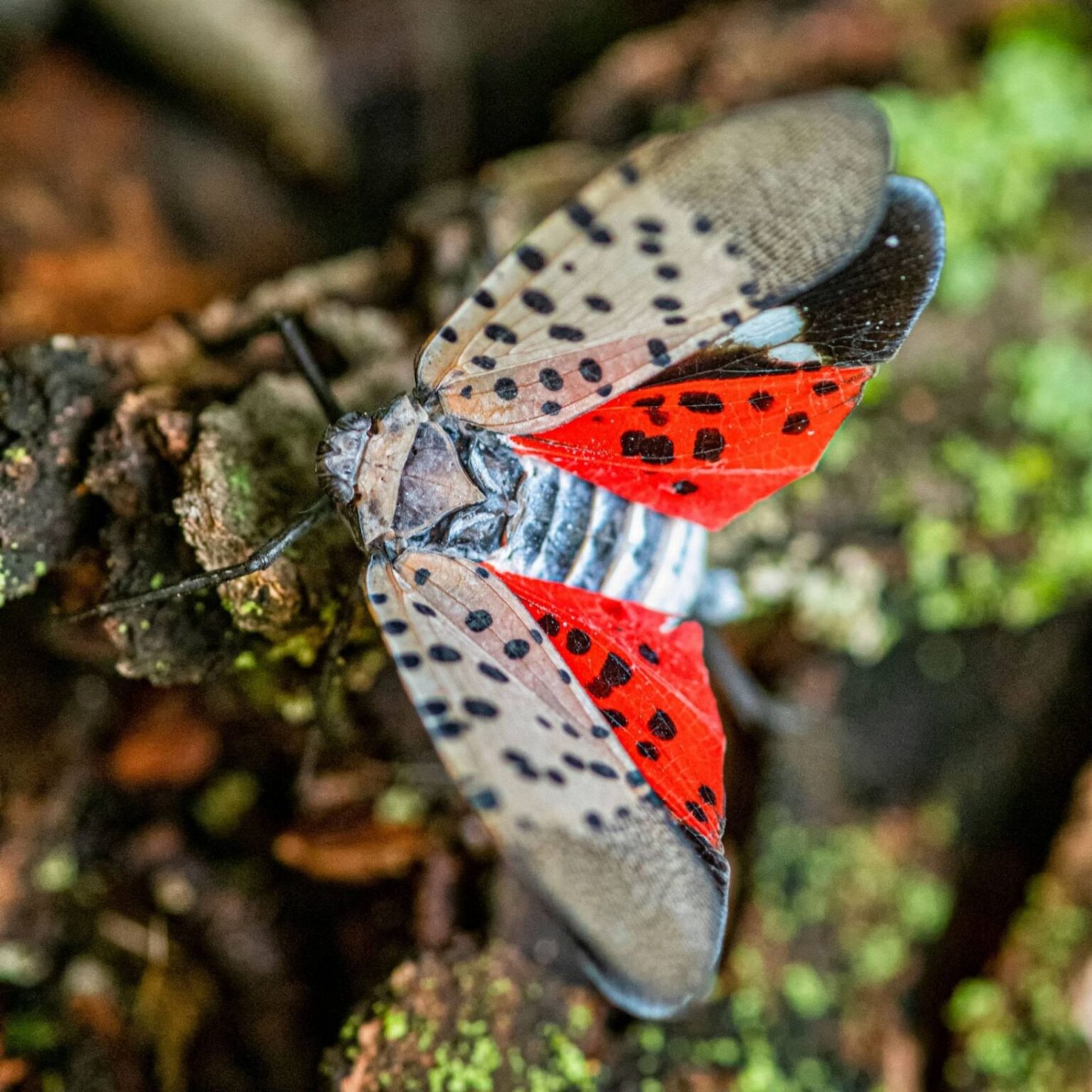 What’s a Spotted Lanternfly and Why Are They a Problem? - Alternative ...